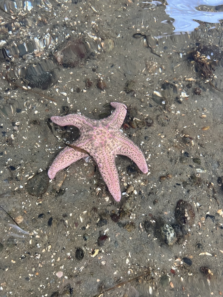 Giant Pink Sea Star from Masset Harbour, Masset, BC, CA on June 21 ...