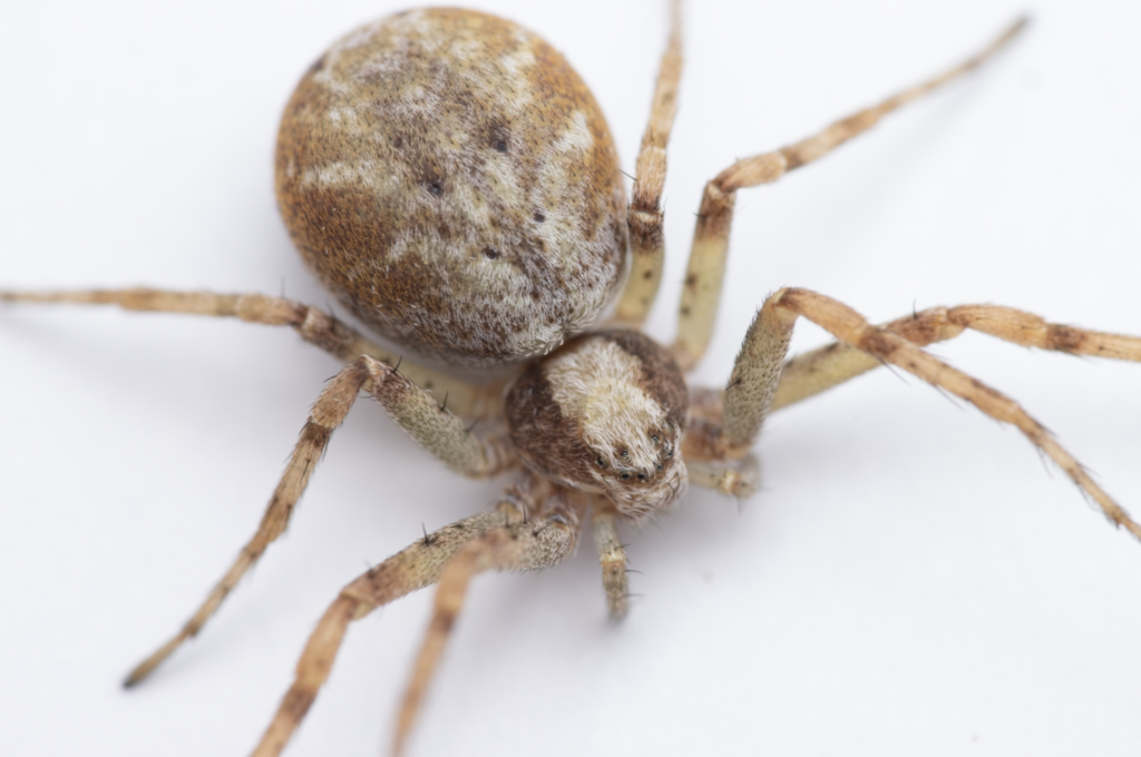 Turf Running Spider from London, UK on June 13, 2024 by Shreyas ...