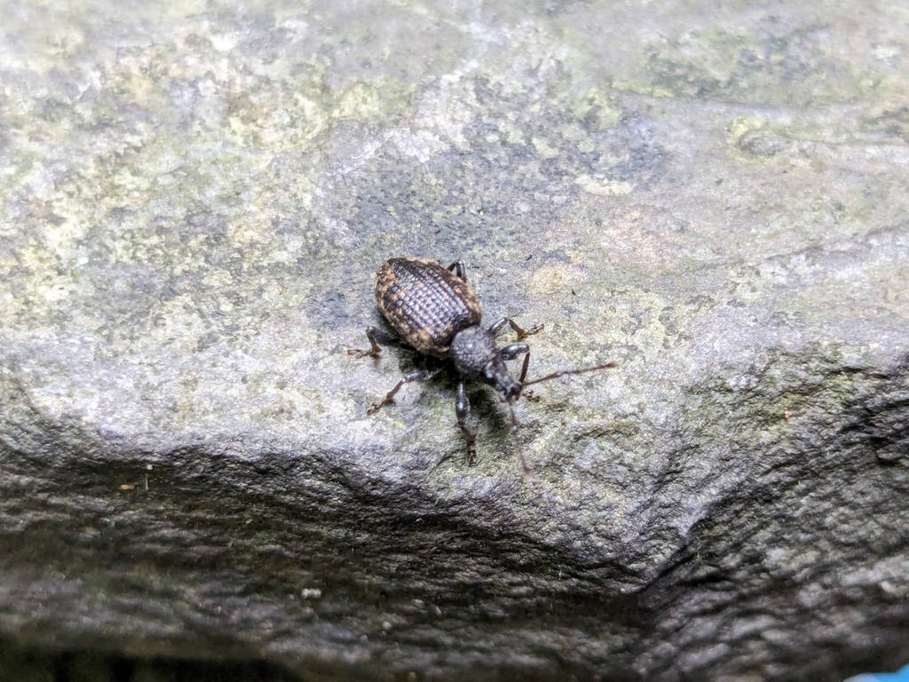 Black Vine Weevil from Dix, NY, USA on June 21, 2024 at 05:22 PM by JB ...