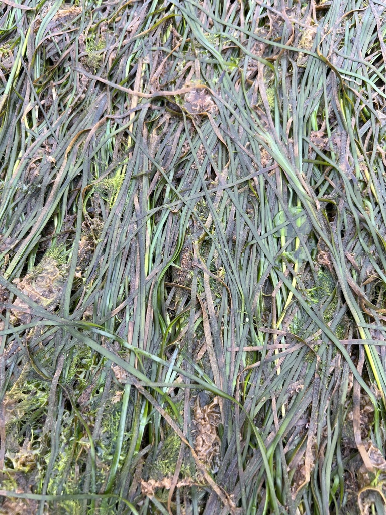 Japanese Eelgrass from Masset Harbour, Masset, BC, CA on June 21, 2024 ...