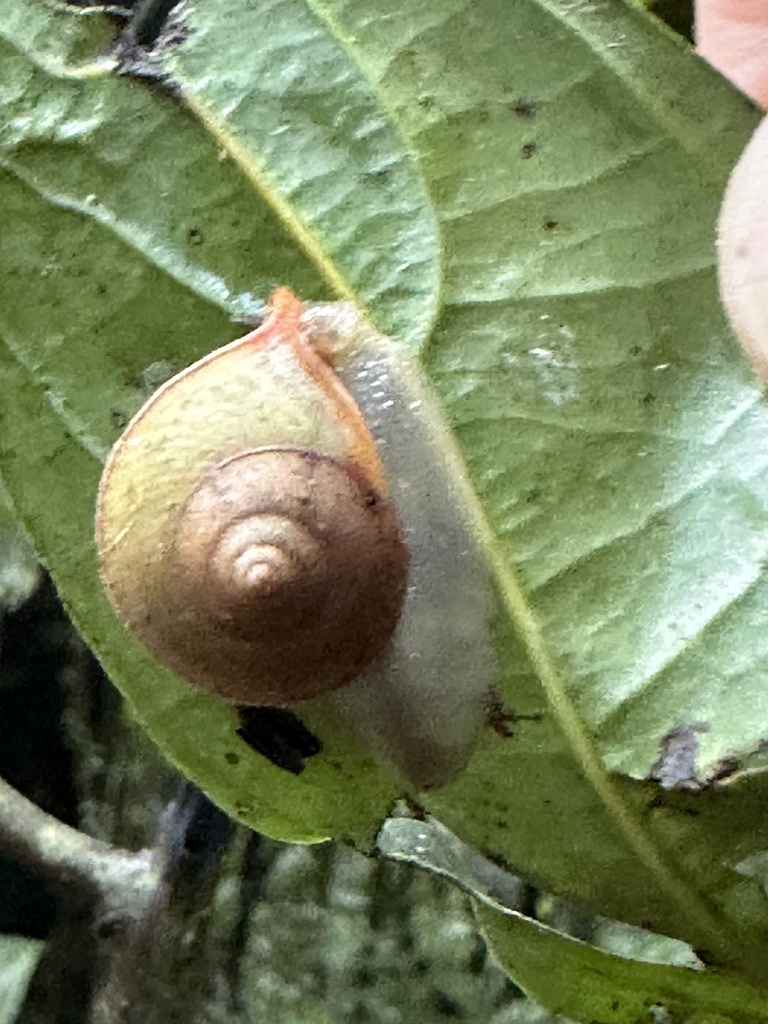 Gastropods in June 2024 by Kelly Geer · iNaturalist