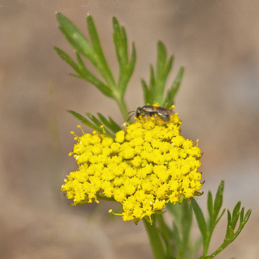 Alpine False Springparsley from Rio Blanco County, CO, USA on June 19 ...