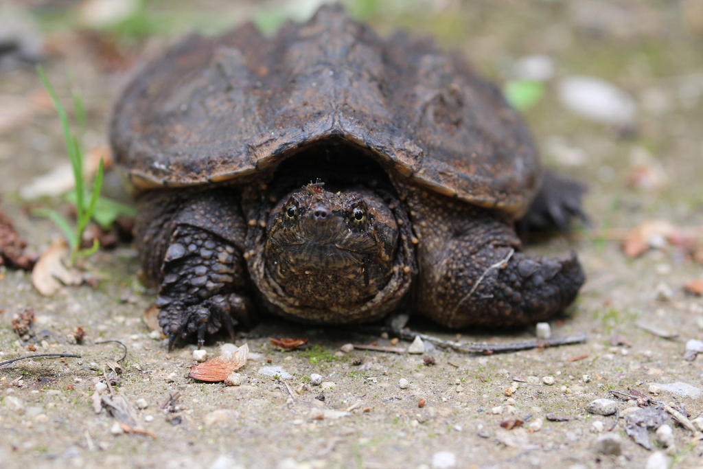 Common Snapping Turtle from Schoolcraft County, MI, USA on June 21 ...