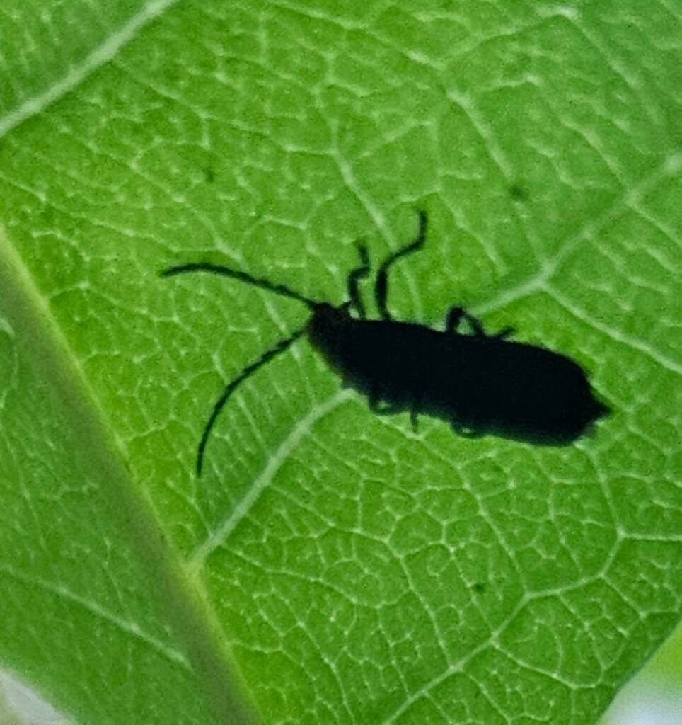 Beetles from Walker Nature Center on June 21, 2024 at 06:35 PM by ...