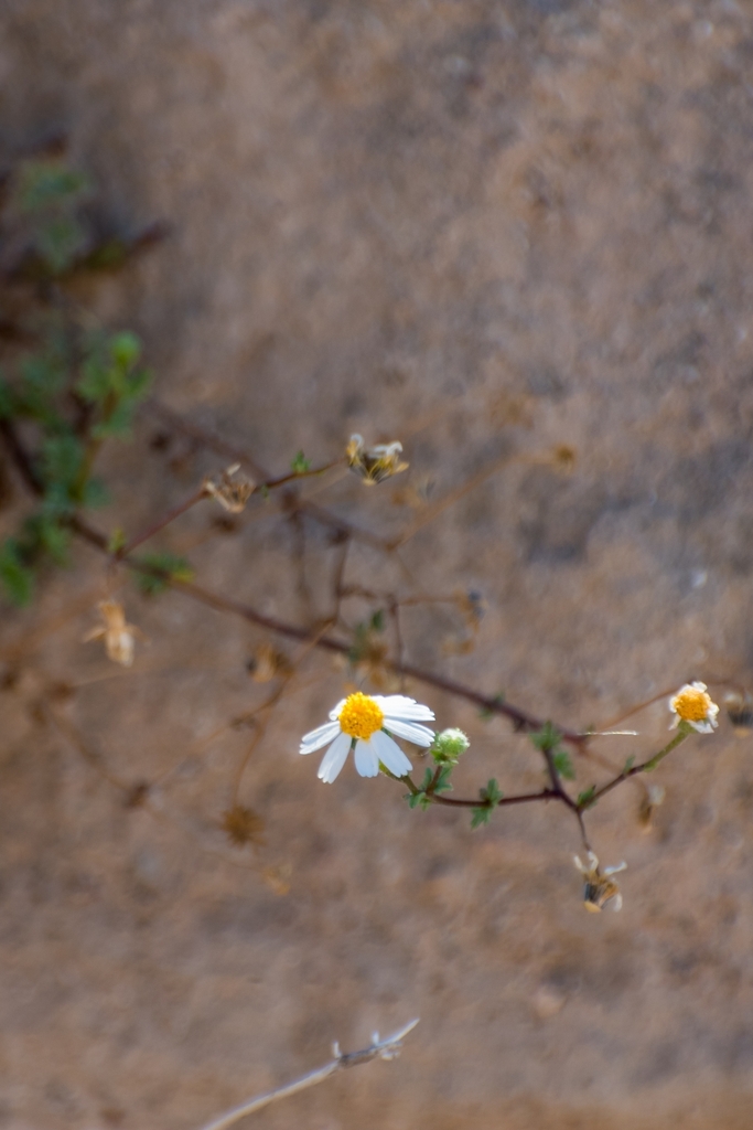 Perityle crassifolia desde 5MVX+PJ, 23019 La Paz, B.C.S., México el 04 ...