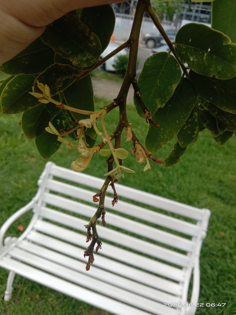 Monkey pod tree from 830台灣高雄市鳳山區南和里 on June 22, 2024 at 06:47 AM by 余世文 ...