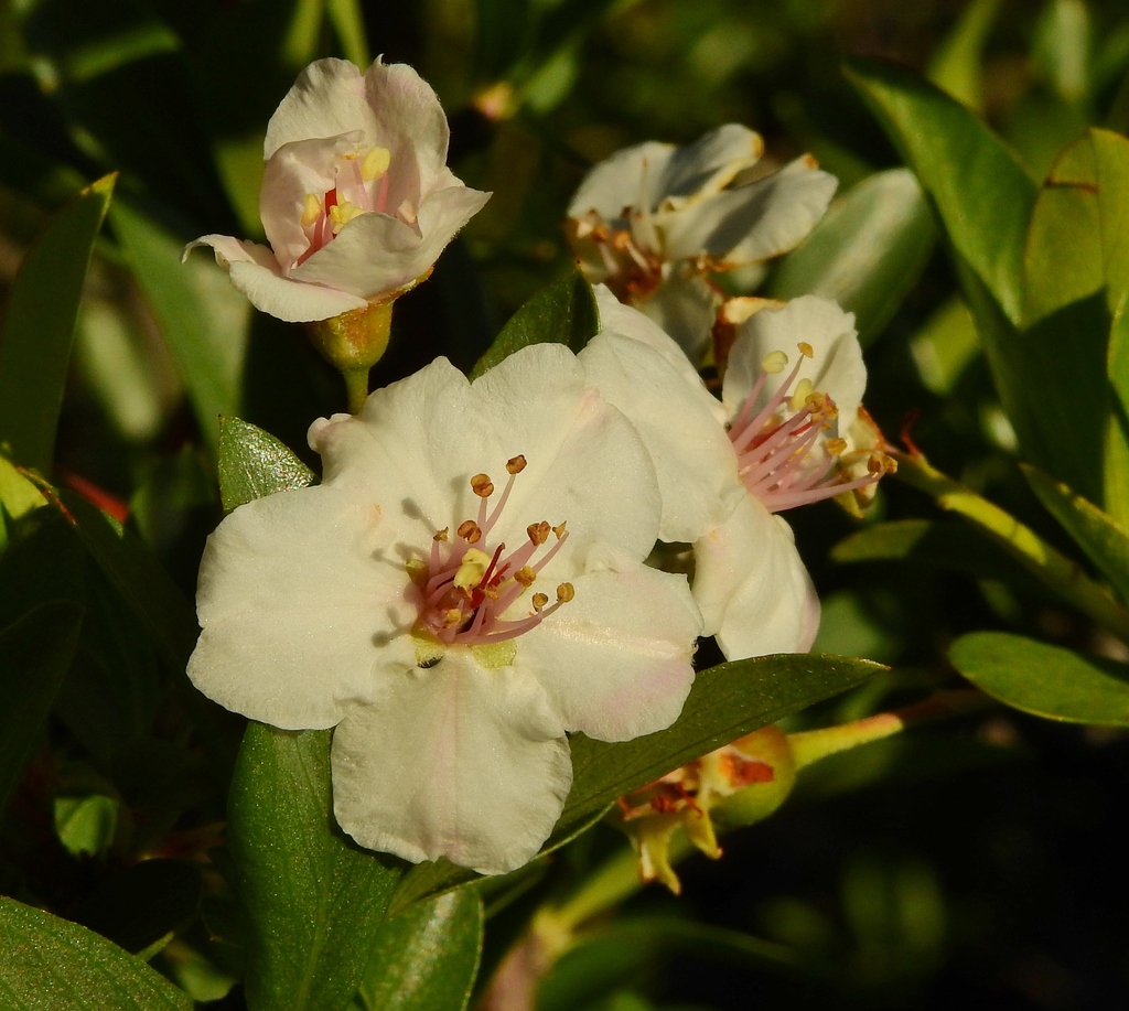 wild crab apple from Delta County, CO, USA on May 14, 2019 at 08:07 AM ...
