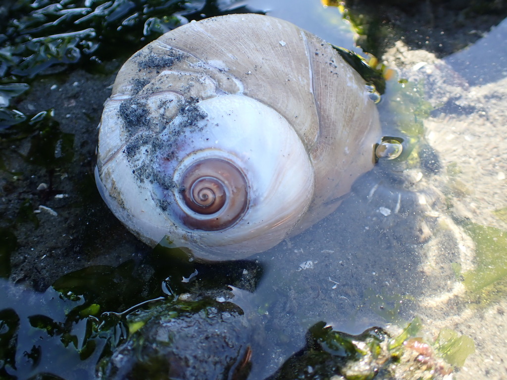 Lewis's Moon Snail in June 2024 by u_phantasticus · iNaturalist