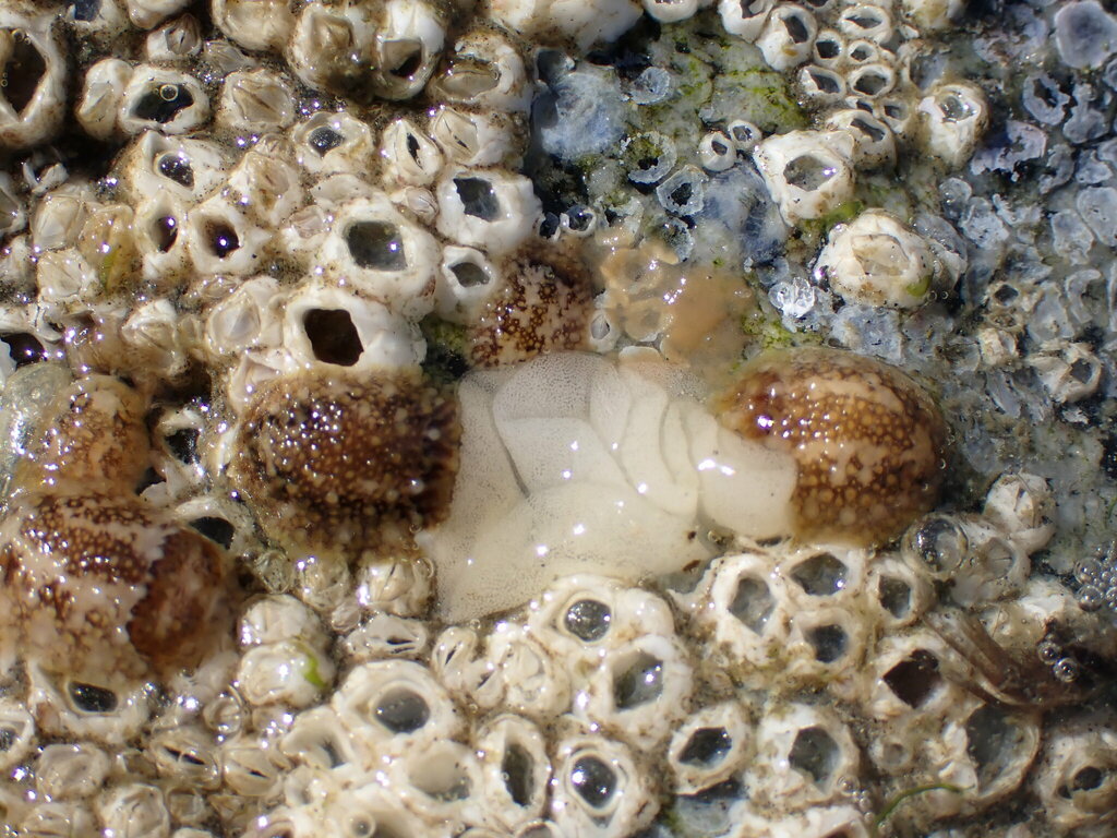 barnacle-eating dorid in June 2024 by u_phantasticus · iNaturalist