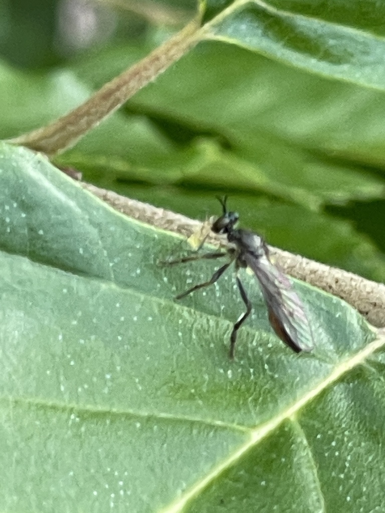 Stripe-legged Robber Fly from Taylor May Rd, Chagrin Falls, OH, US on ...