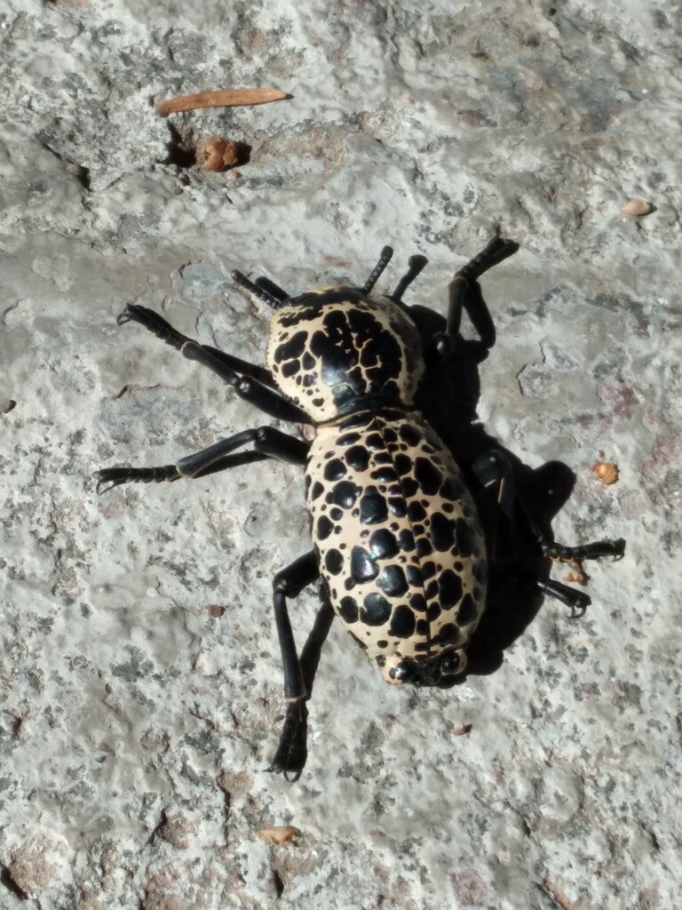 Zopherus nodulosus from Tasquillo, Hgo., México on June 16, 2022 at 05: ...