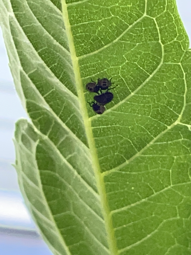 Winged and Once-winged Insects from Falls Church on June 21, 2024 at 07 ...