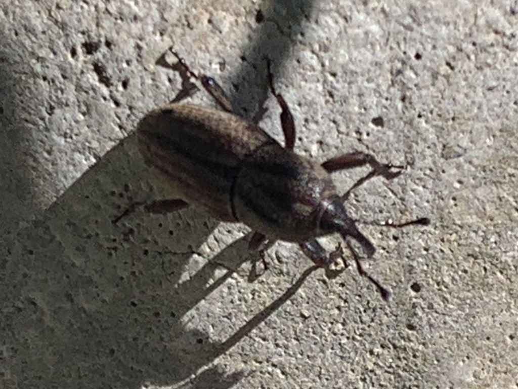 Hunting Billbug from Madonna Dr, Suisun City, CA, US on June 21, 2024 ...