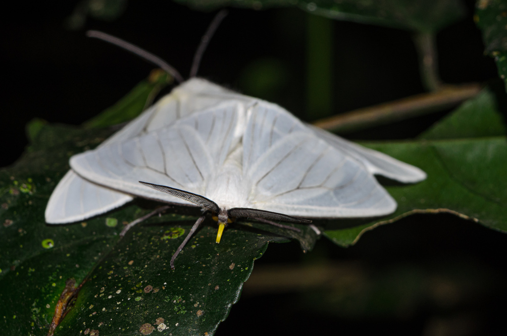 Xenosoma from Agronomia, Porto Alegre - RS, Brasil on June 20, 2024 at ...