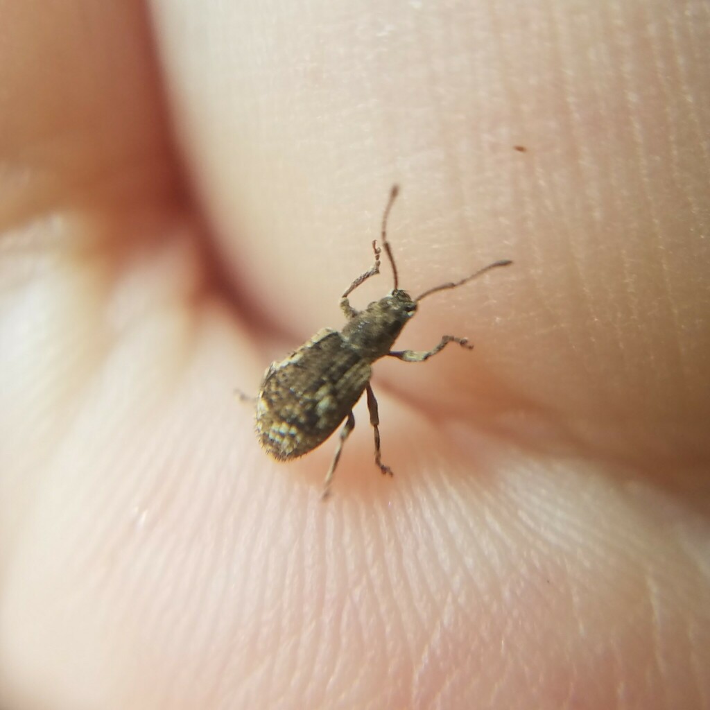 Peach Root Weevil in June 2024 by Leila Dasher · iNaturalist