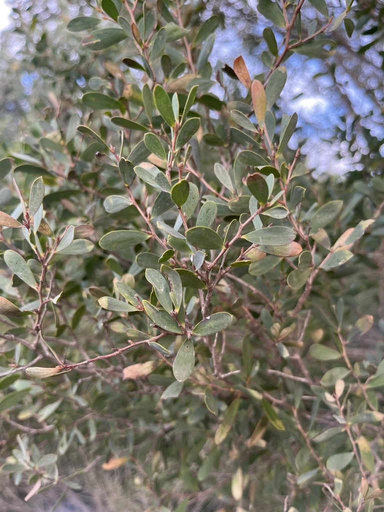 Australian Tea Tree from Point Nepean Rd, Rye, VIC, AU on June 22, 2024 ...