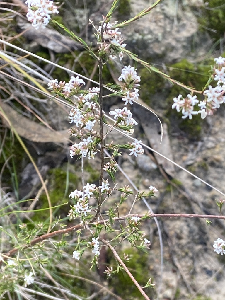 Small-leafed White Beard from Attunga Park, Charlestown, NSW, AU on ...