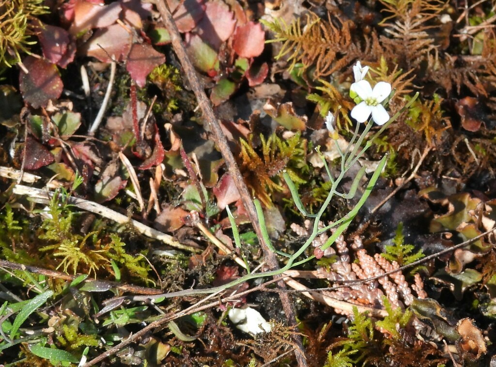 Lyreleaf Rockcress from Bruce Alvar Nature Reserve, Hwy 6, Northern ...