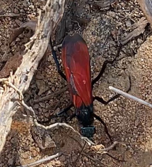 Thisbe's Tarantula-hawk Wasp from Dawson Los Monos Canyon Reserve ...