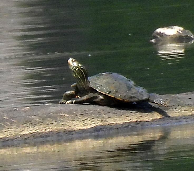Northern Map Turtle from Delaware County, OH, USA on June 21, 2024 at ...
