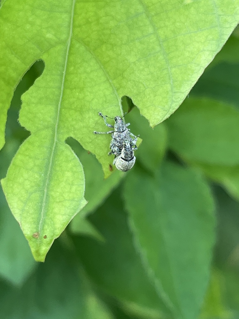 Eugnathus distinctus in June 2024 by Nakatada Wachi. ? · iNaturalist