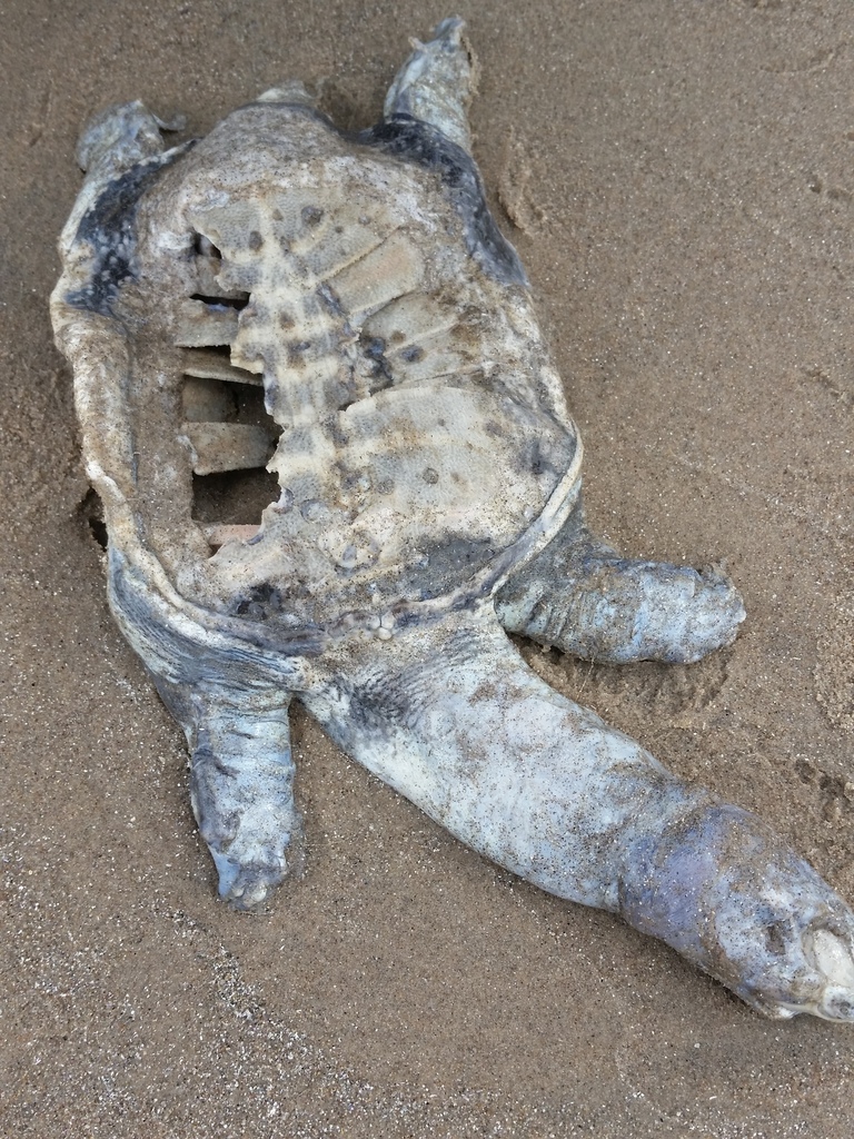 Chinese Softshell Turtle from Coney Island, Brooklyn, NY, USA on ...