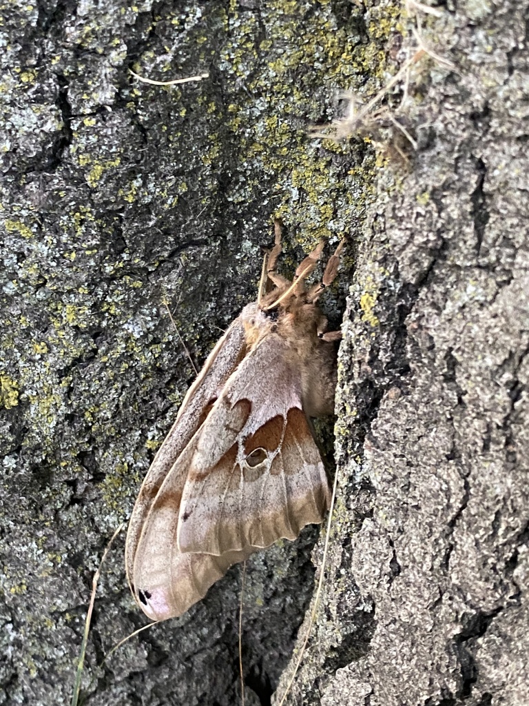 Polyphemus Moth from E 57th Dr, Chicago, IL, US on June 21, 2024 at 08: ...