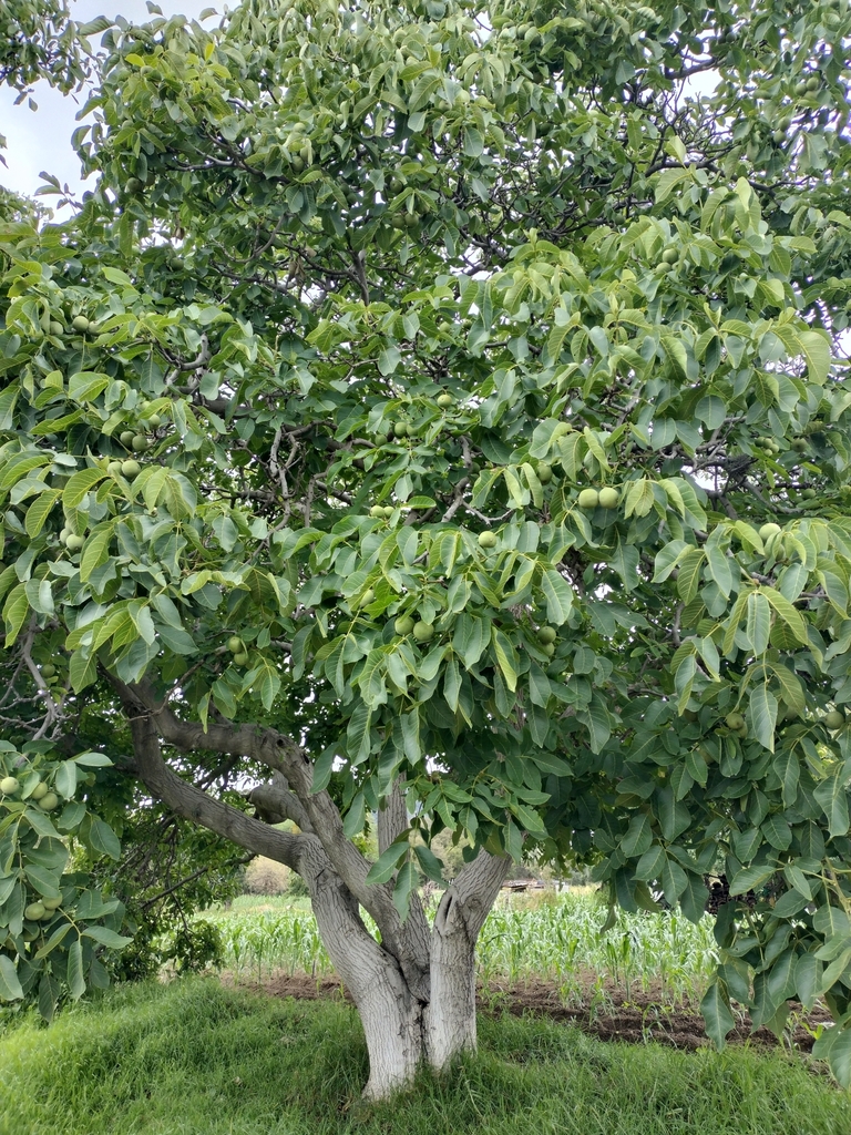Persian walnut from 90640 Guadalupe Tlachco, Tlax., México on June 21 ...