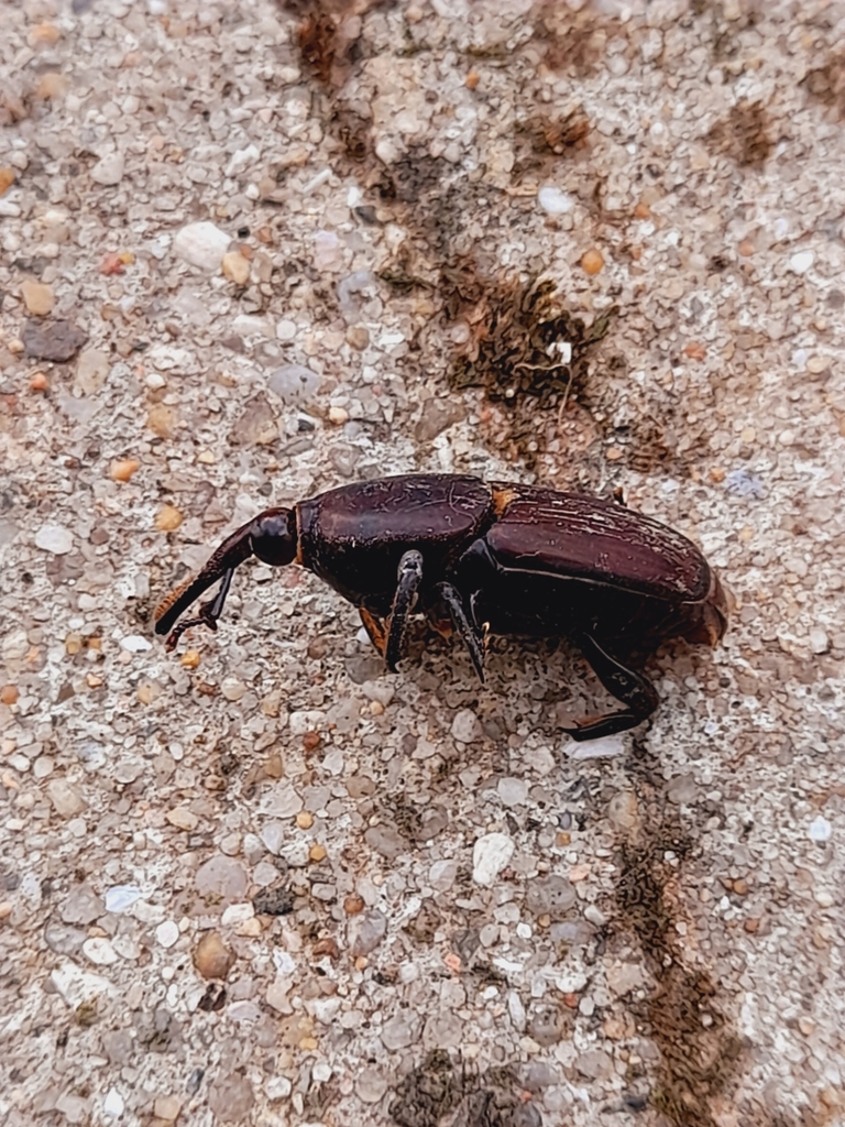 Red Palm Weevil from União das freguesias de Sebal e Belide, 3150 ...