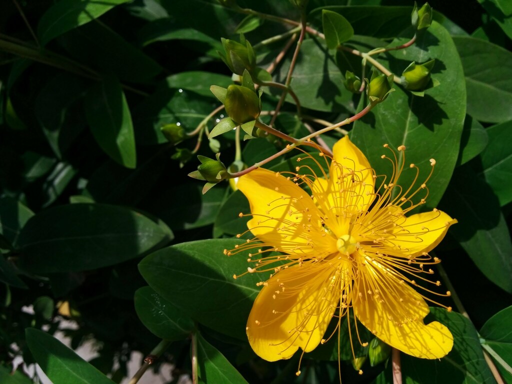 Hypericum monogynum from 中国湖北省武汉市洪山区 on May 12, 2017 at 11:50 AM by Sun ...