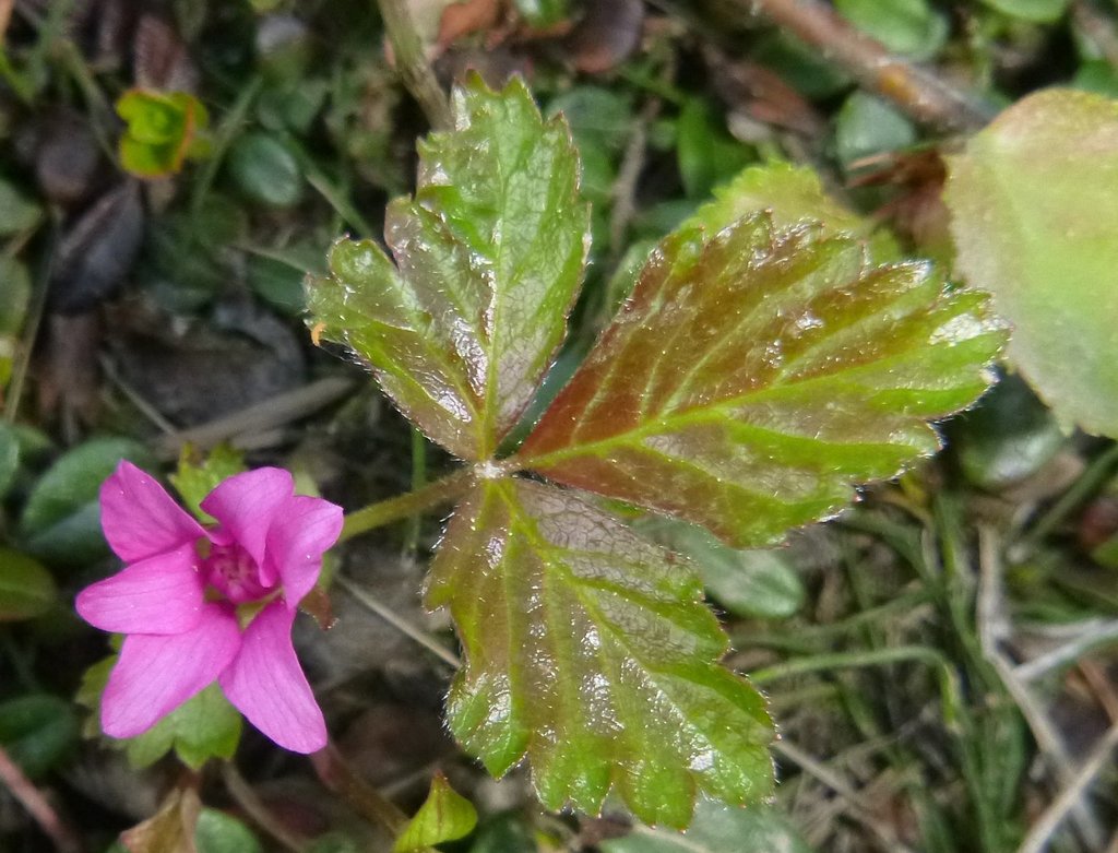 Rubus arcticus acaulis (Rubus of Minnesota) · iNaturalist