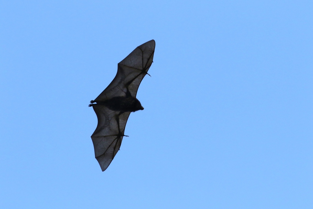 Pohnpei Flying-fox (Pteropus molossinus) - Know Your Mammals