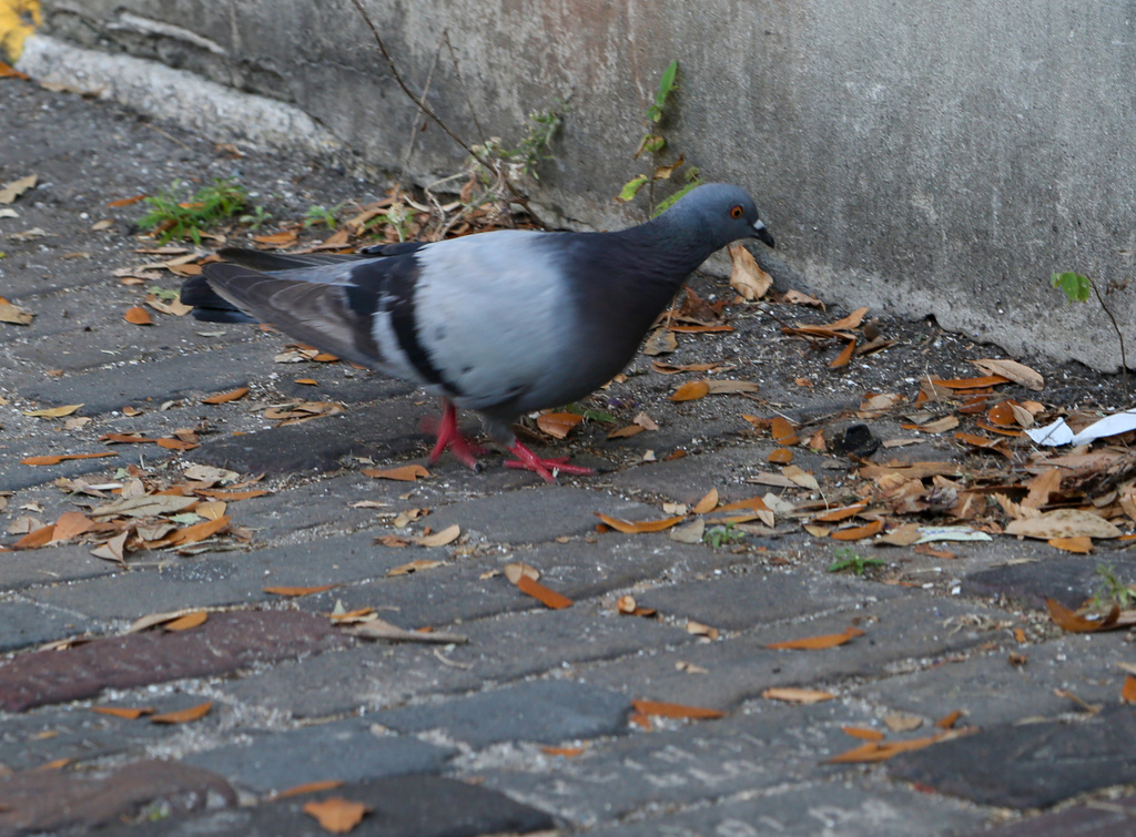 Feral Pigeon from St. Augustine, FL, USA on May 21, 2019 at 06:16 PM by ...