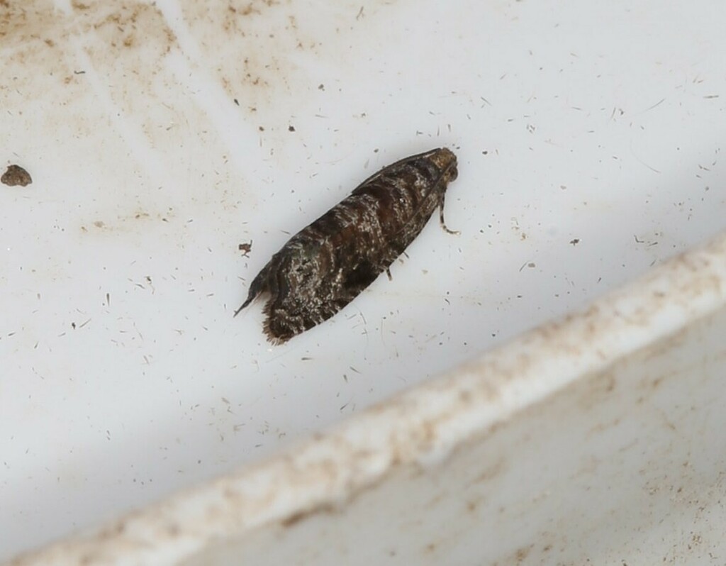 Cherry Fruitworm Moth from Mont-Joli, QC, Canada, 1101 rue Lussier on ...