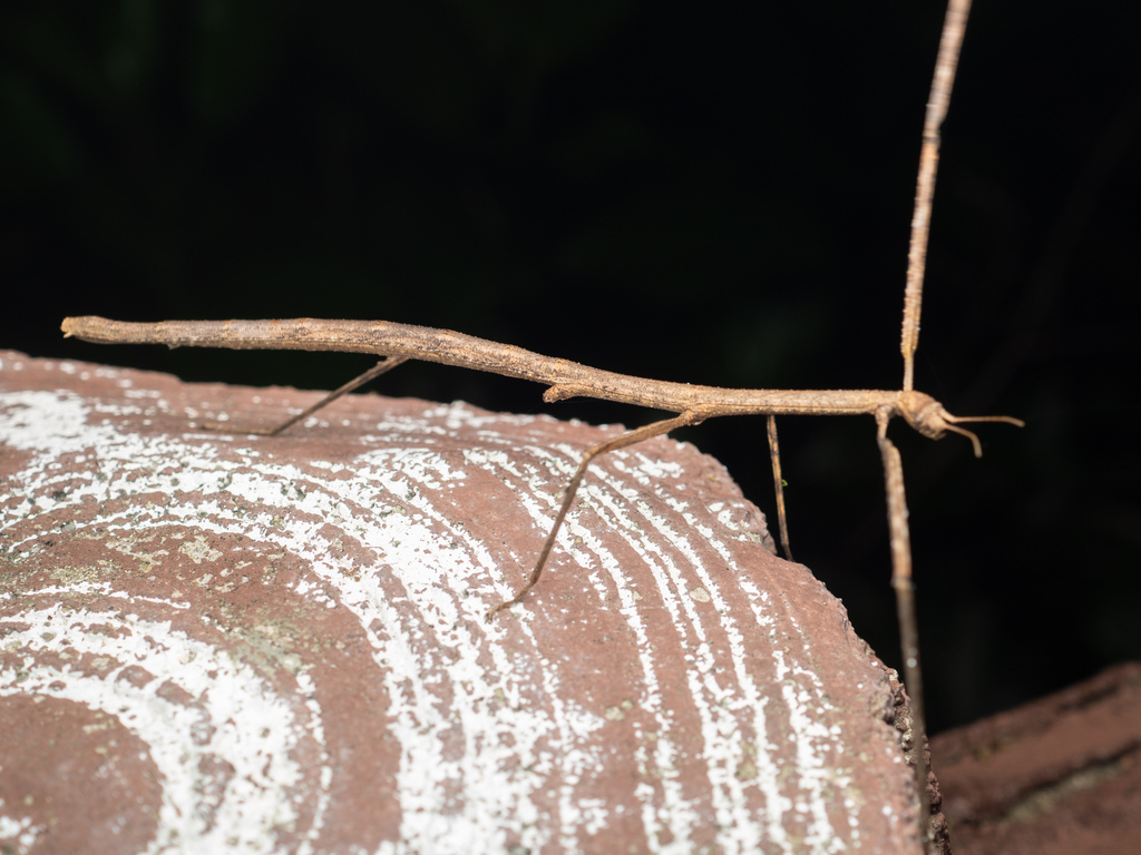 Ramulus rotundus from 中国广东省深圳市宝安区南坪快速银湖山郊野公园（西北门） 邮政编码: 518049 on June ...