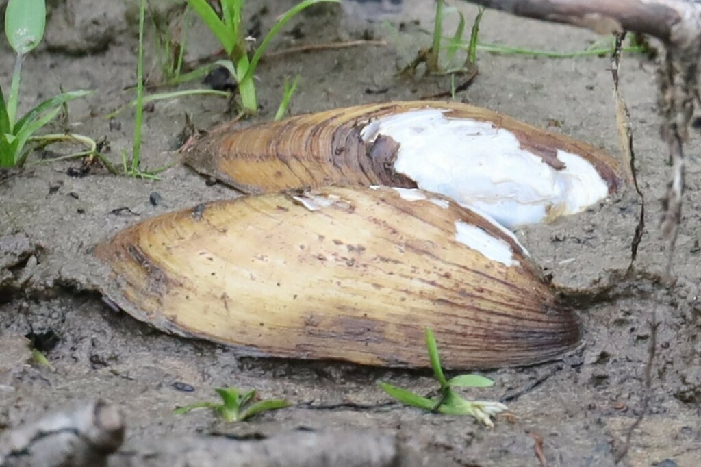 Fatmucket from Algoma District, ON, Canada on June 21, 2024 at 04:04 PM ...