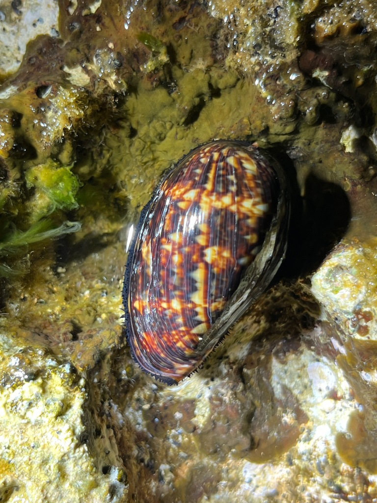 Humpback Cowry from Kauai County, HI, USA on June 20, 2024 at 09:06 PM ...