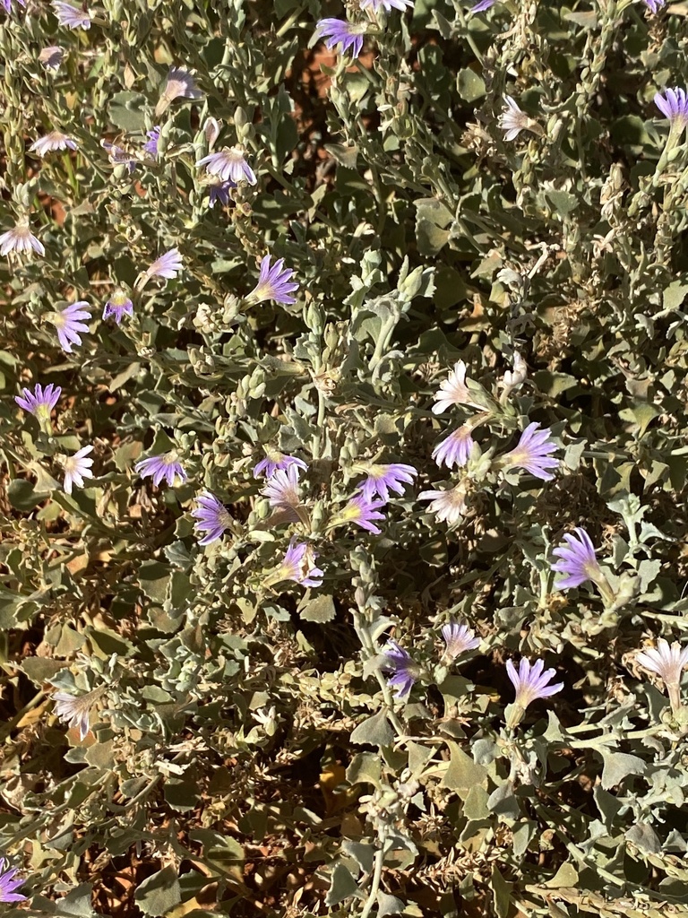 (Scaevola ovalifolia) - Botanical Realm