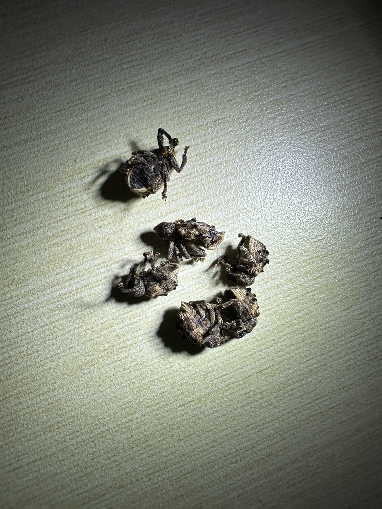 Desmidophorus hebes from 松山市政公園, 澳門, MO on June 22, 2024 at 12:41 AM by ...