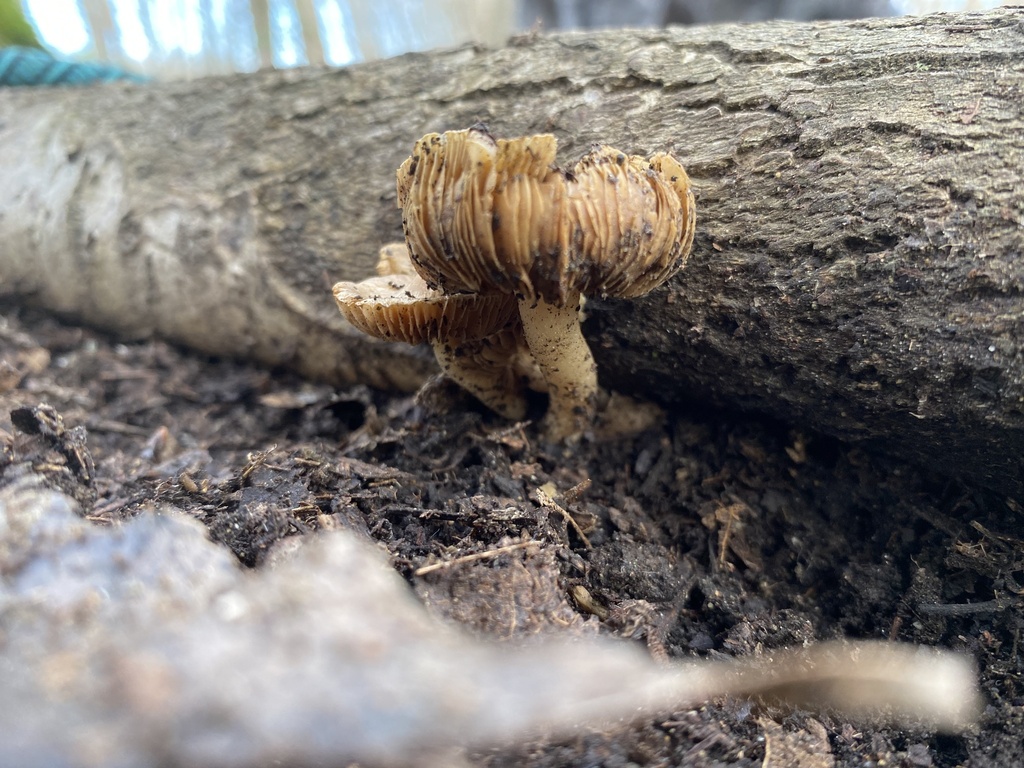 Common Gilled Mushrooms and Allies from South Island / Te Waipounamu ...