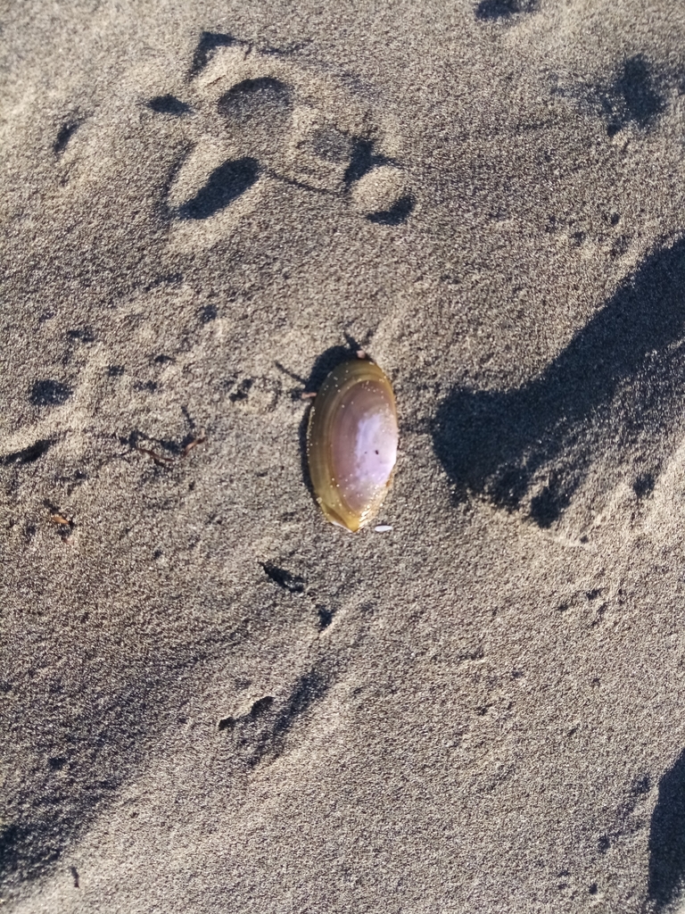 Shining Sunset Shell from Christchurch including Banks Peninsula, NZ-CA ...