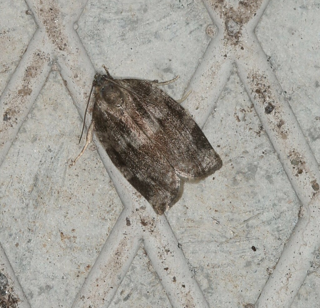 Large Aspen Tortrix from Mont-Joli, QC, Canada, 1101 rue Lussier on ...