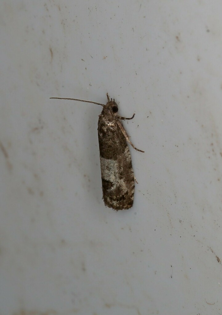 Eye-spotted Bud Moth from Mont-Joli, QC, Canada, 1101 rue Lussier on ...