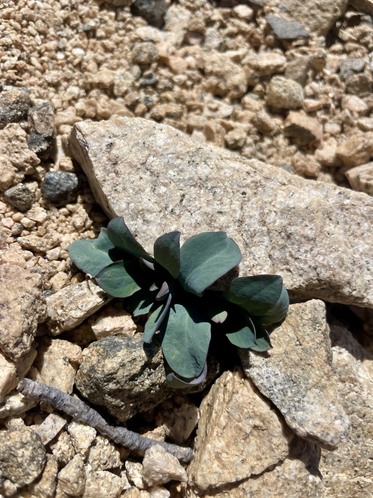 Dwarf Alpine Hawk's-beard from Sand to Snow National Monument, Forest ...