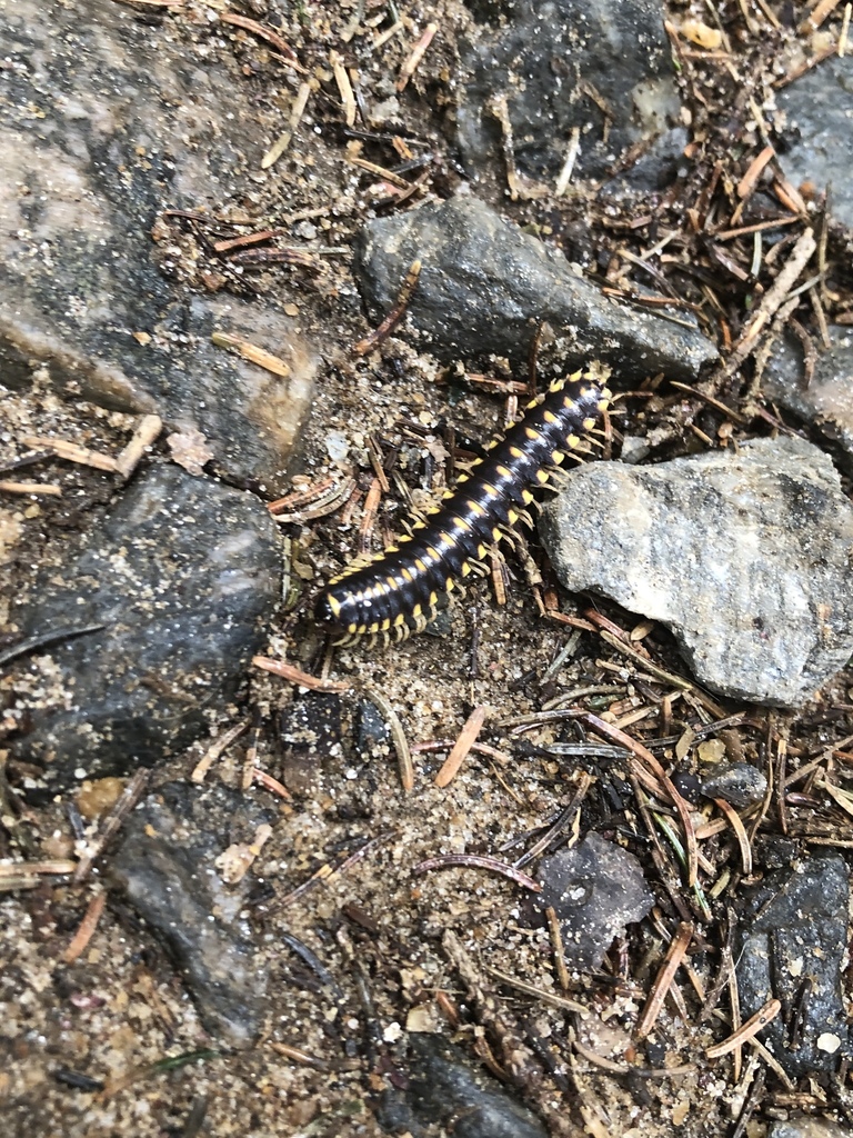 Cherry Millipedes from Haywood County, US-NC, US on May 23, 2019 at 02: ...