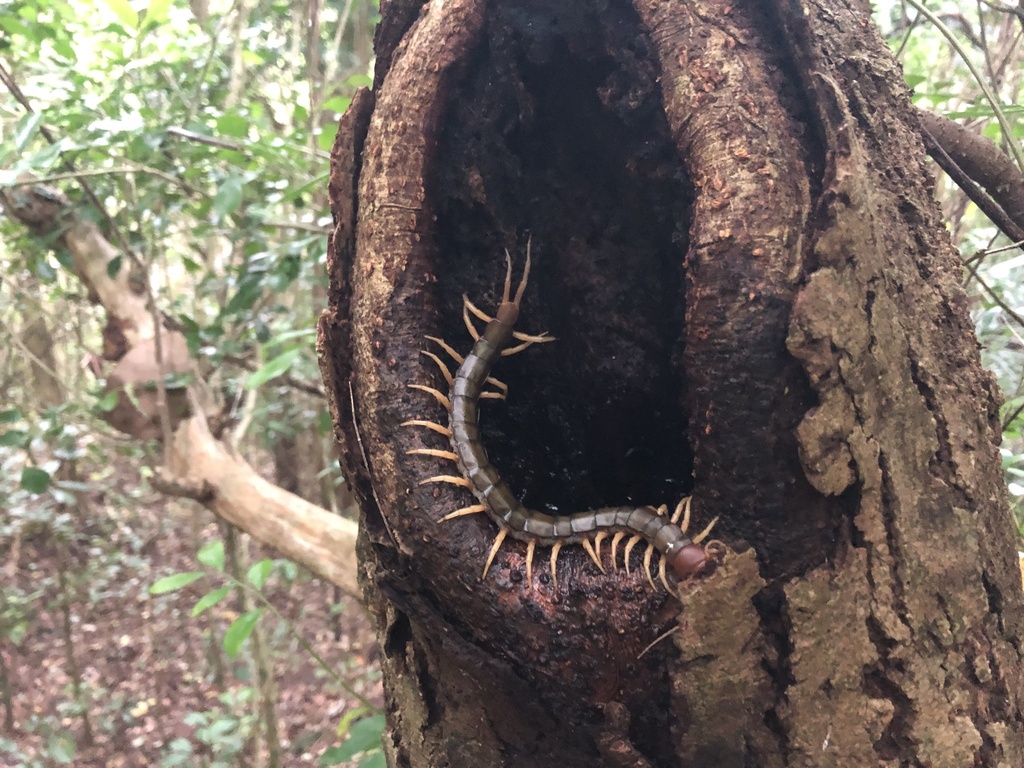 Giant Centipedes from やんばる国立公園, 国頭村, 沖縄県, JP on May 23, 2024 at 12:41 ...