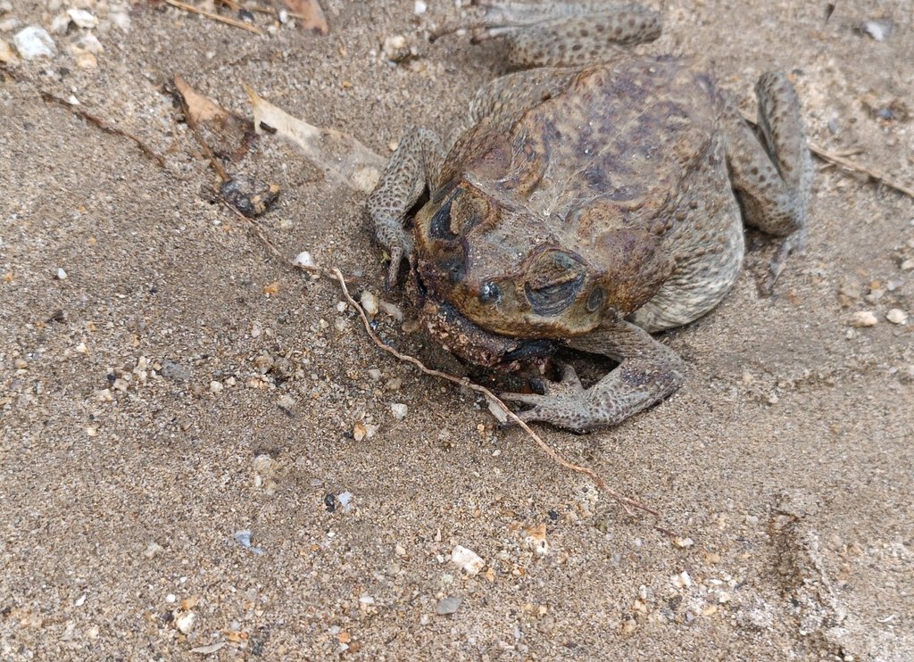 Beaked Toads from Fracc Magallanes, Magallanes, 39670 Acapulco de ...