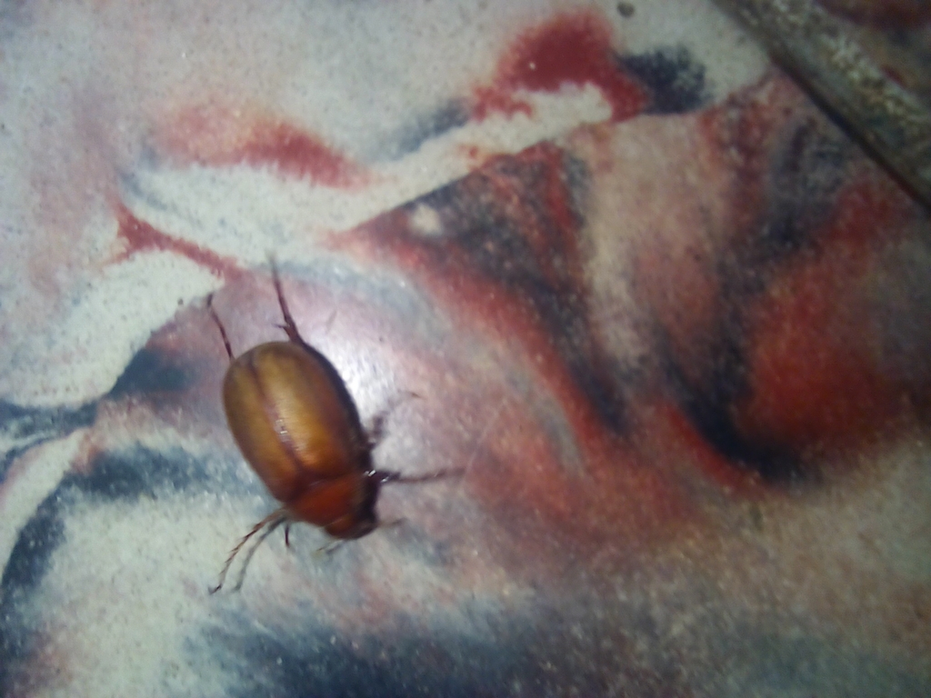 Mayate de Mayo desde Tecalitlán el 21 de junio de 2024 a las 10:44 PM ...