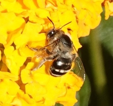 Urbane Digger Bee from El Cariso Community Regional Park, Los Angeles ...