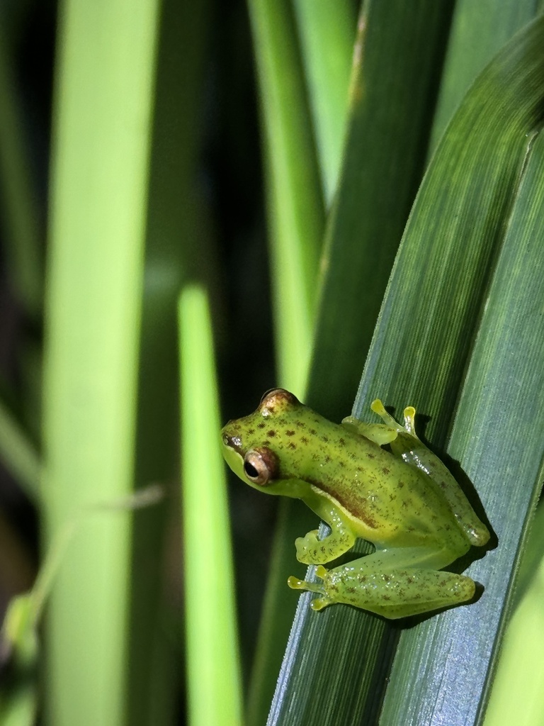 Tapir Valley Tree Frog in June 2024 by suesv90 · iNaturalist